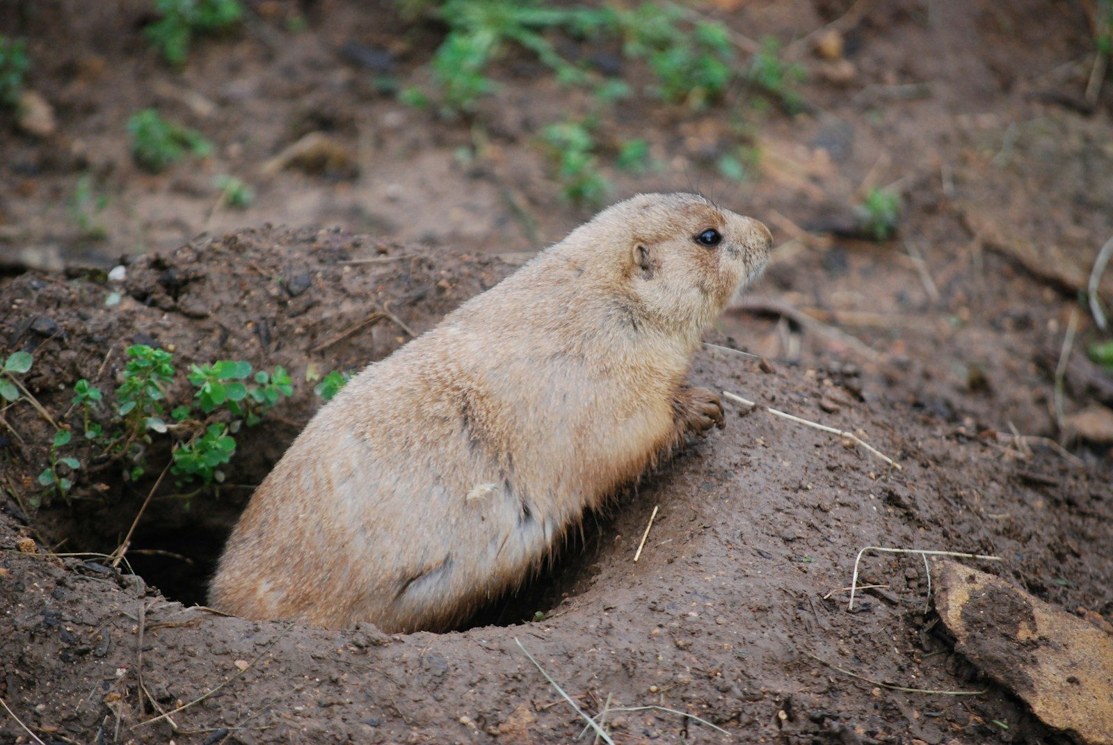 Why scientists just put mole rat DNA into mice (and it worked)