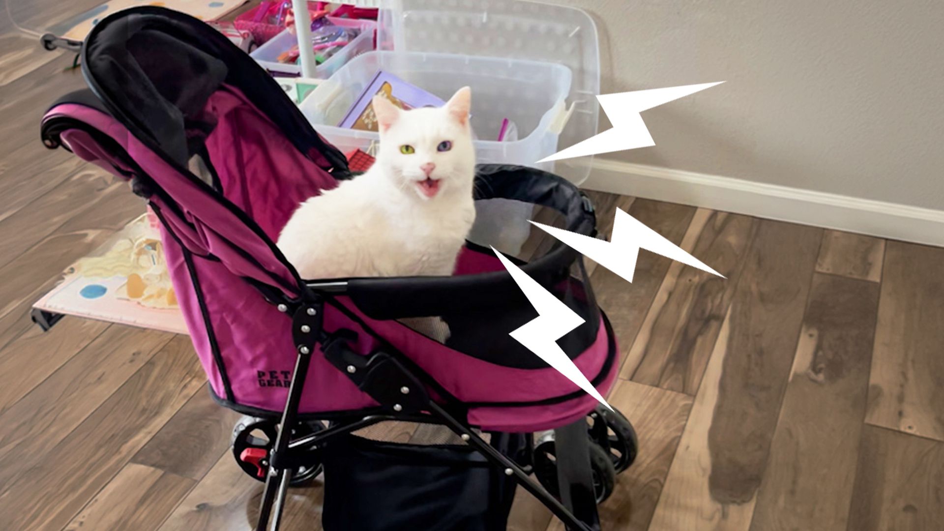 Cat yells at mom to take her on daily stroller rides