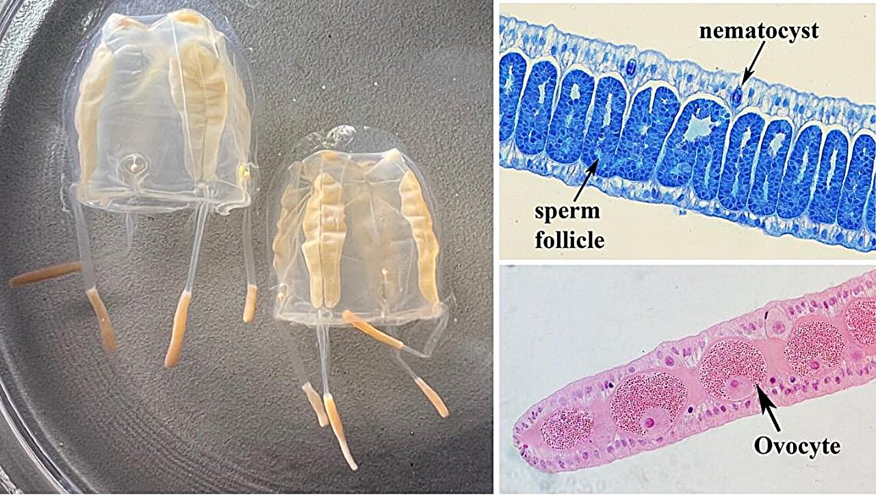 Box jellyfish reveal secret life cycle with implications for coastal safety