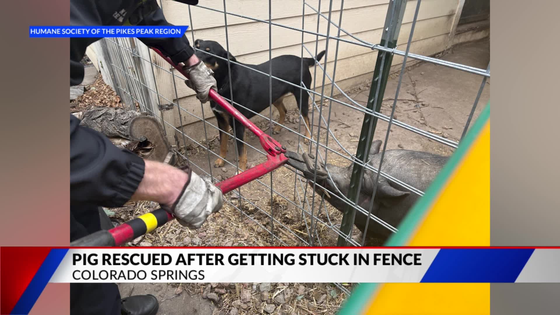 CSFD rescues pig that got tusk stuck in fence