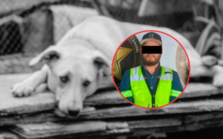 Vinculan a proceso a conductor que arrastró a un perro hasta matarlo en ...