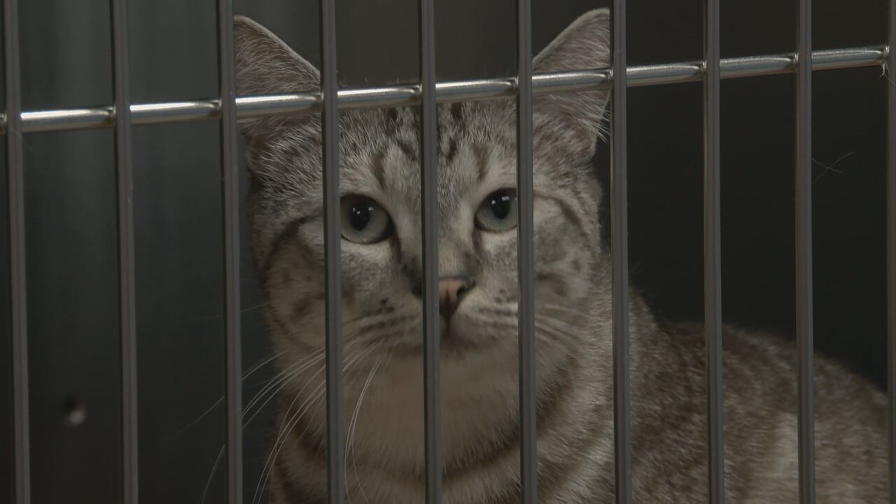 Lone Star tick spreading deadly bobcat fever to cats in northeast Arkansas