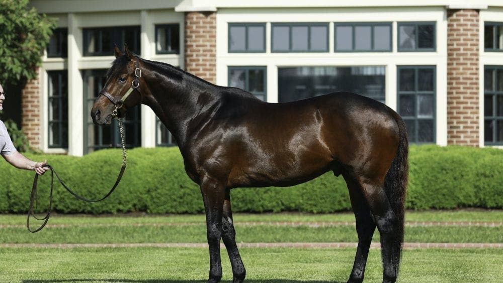 Grade 1 winner Connect sold to stand in Turkey