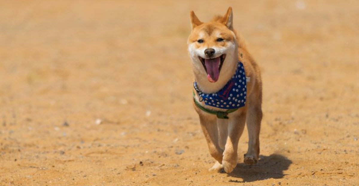 12 famously disobedient dog breeds that refuse to make life easy for owners
