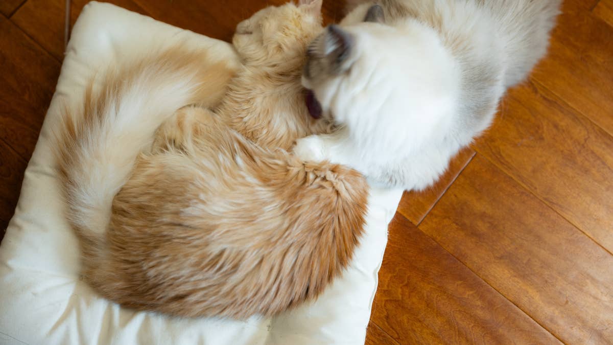 Baby kitten treats Maine Coon cat like a giant chew toy