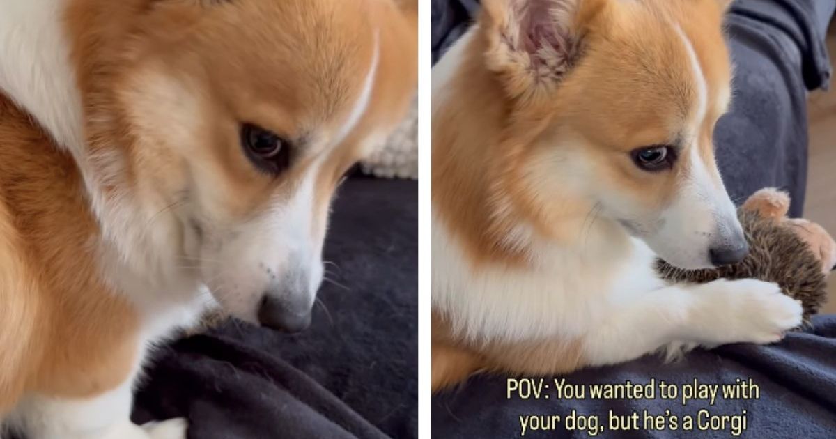 Corgi said 'No' the moment owner wanted to take his toy to play with him