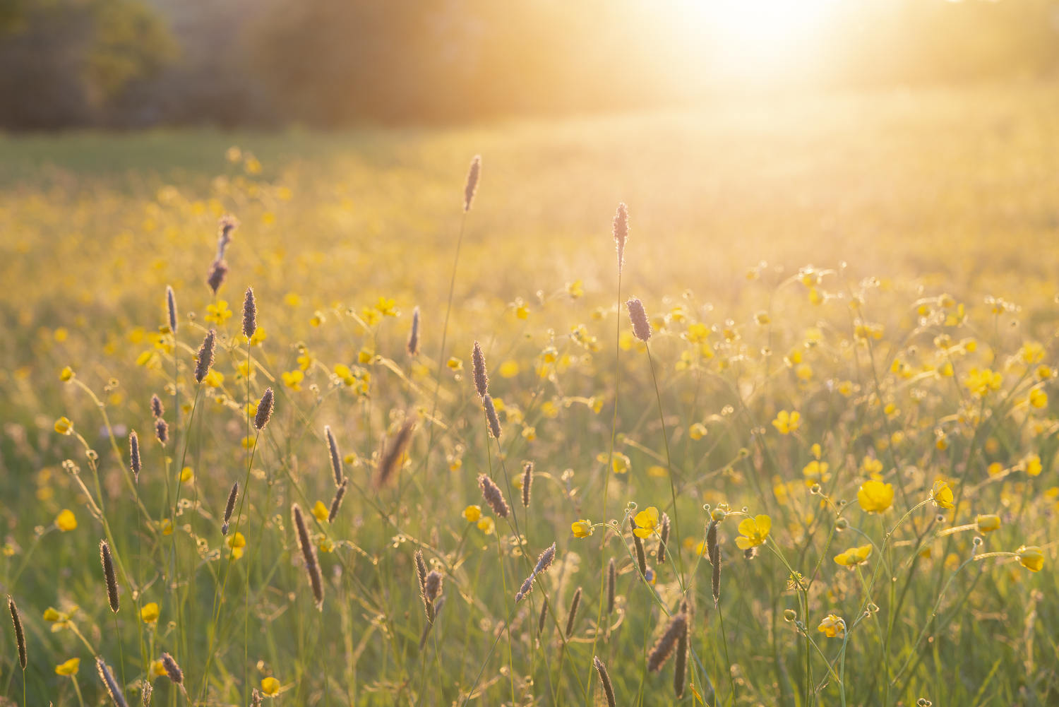What June 2026 has in store for your zodiac sign