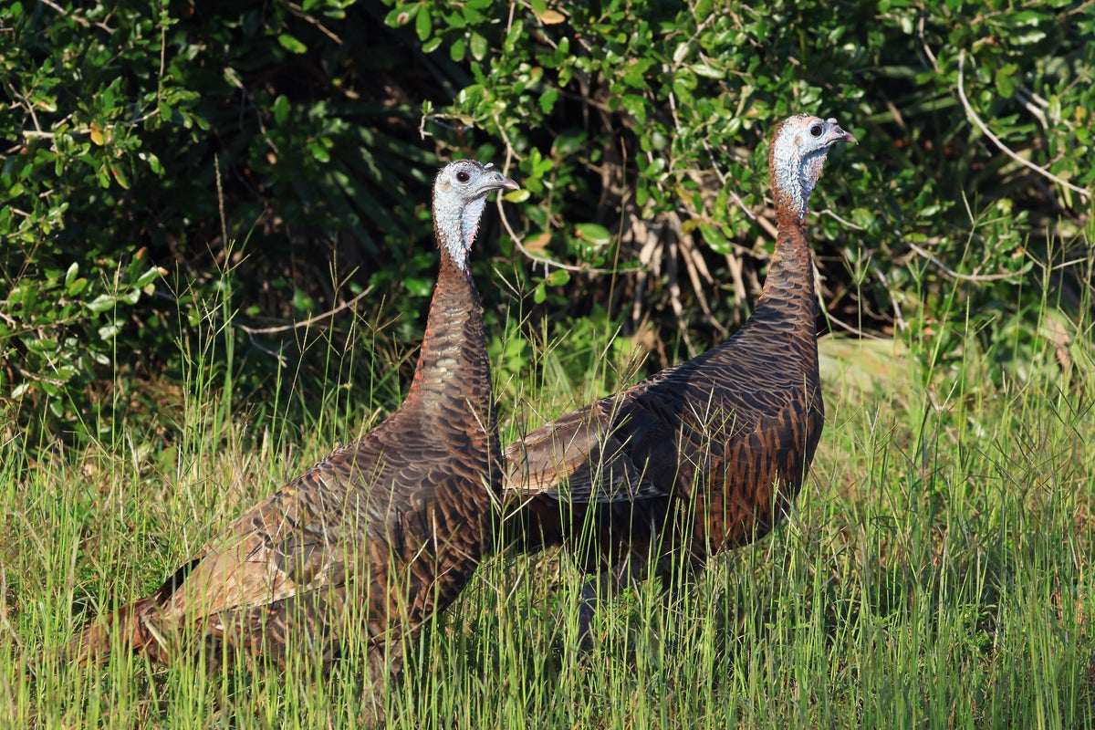 Police warning over wild turkeys after woman and dog attacked