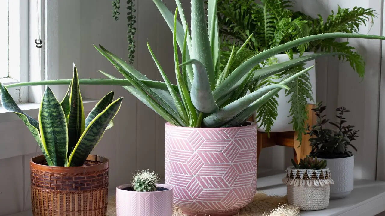 The low-light garden: 5 plant varieties that bloom without the sun