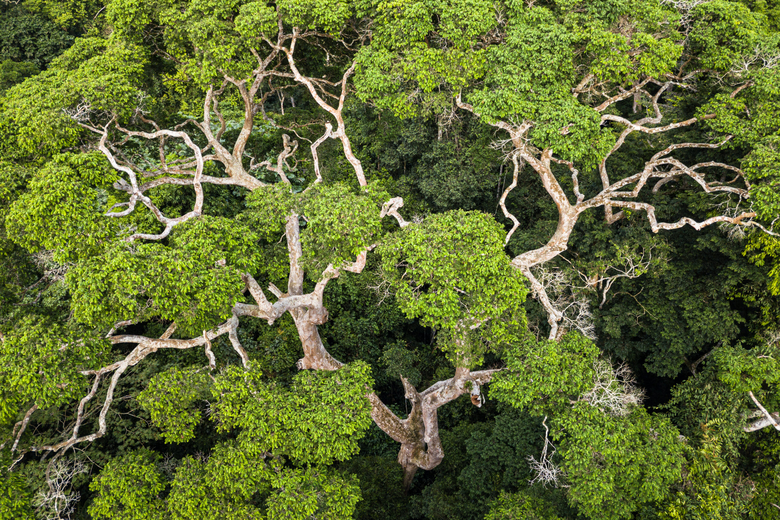 Congo Basin, the world's largest ecological lung, attracts over $3 ...