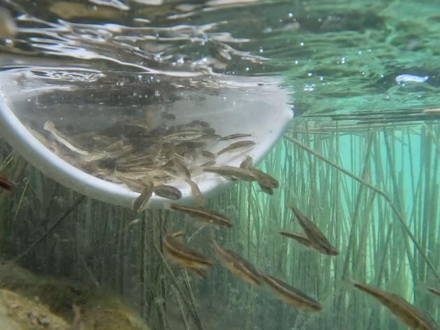 Mit Muschel-Taxis gegen das Aussterben: 10.000 Fische mit Larven in den ...