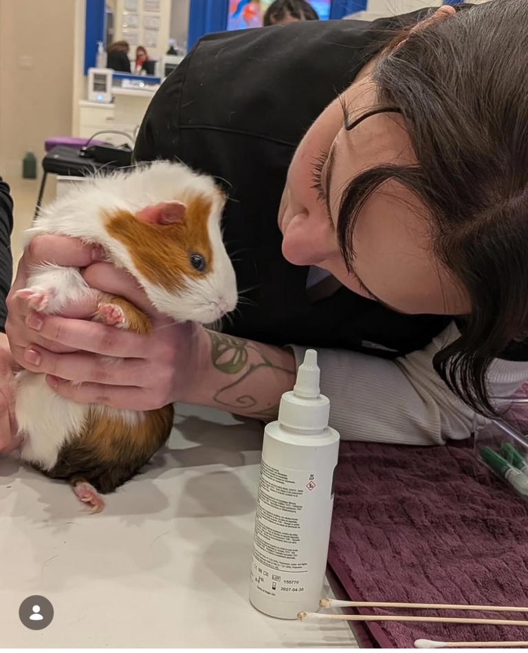 Jet-set vet: New animal hospital in Water Mill offers Hamptons pets ...