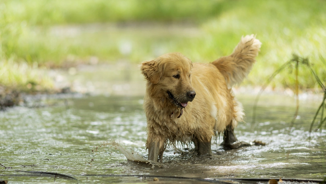 20 dog breeds that stay playful for life