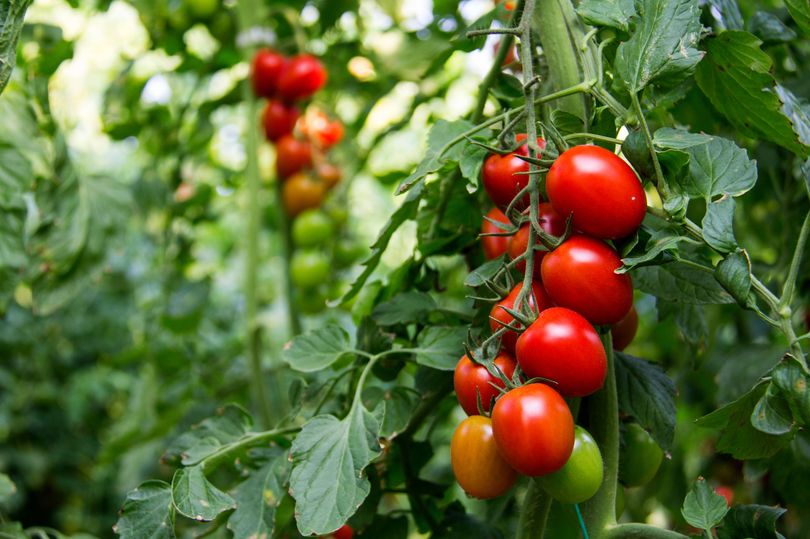 Tomato plants will grow brighter and more fruitful if fed 1 common ...