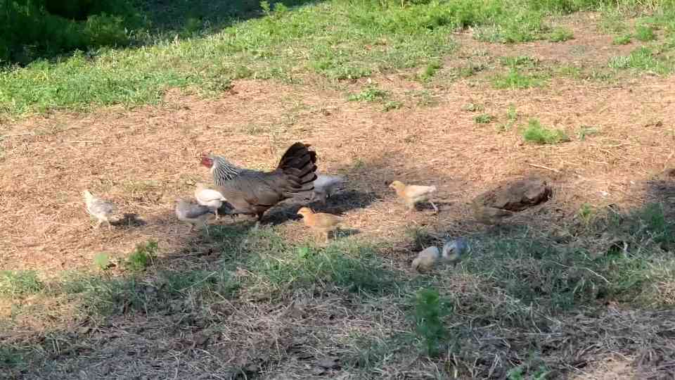 New chicken coop & baby chicks
