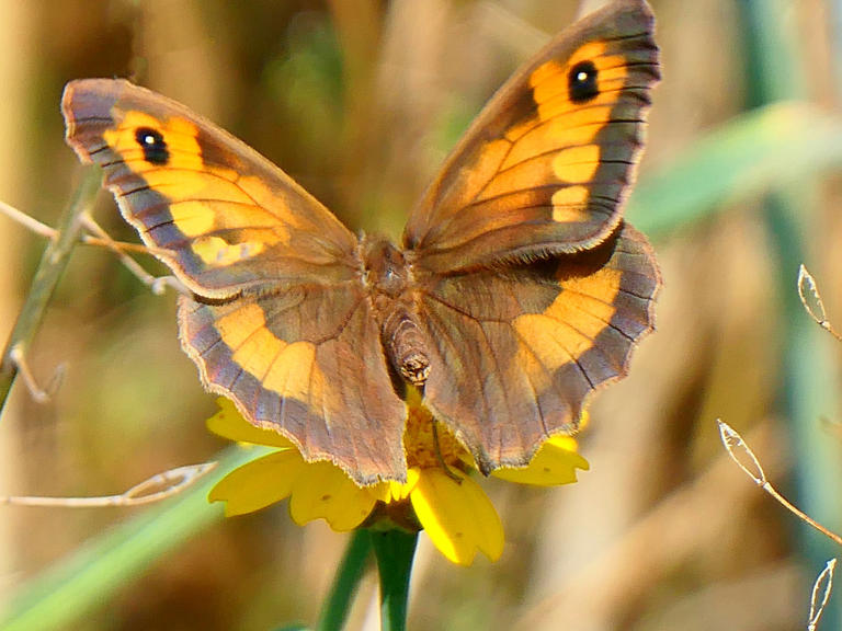 El declive de la mariposa loba