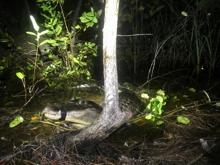 Alligators, crocodiles beware. Spectacled caimans moving into Florida