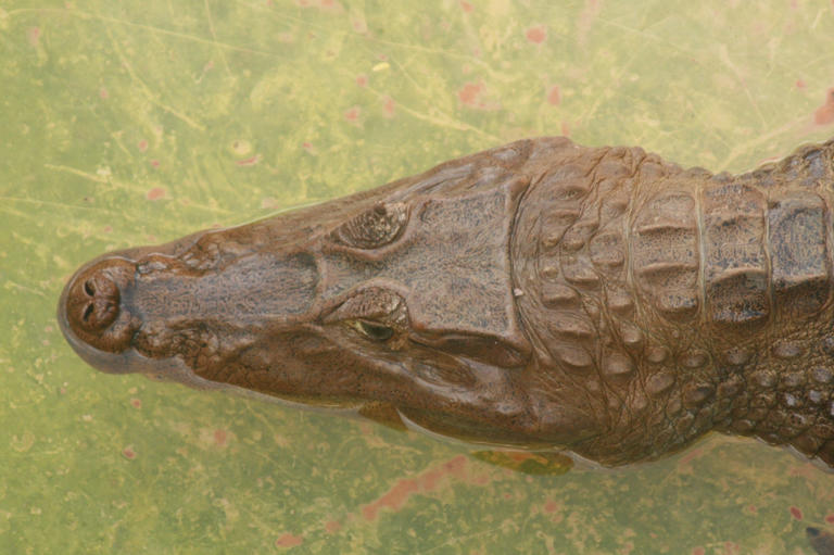 Alligators, crocodiles beware. Spectacled caimans moving into Florida