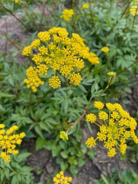 Why golden alexander is a must for your garden