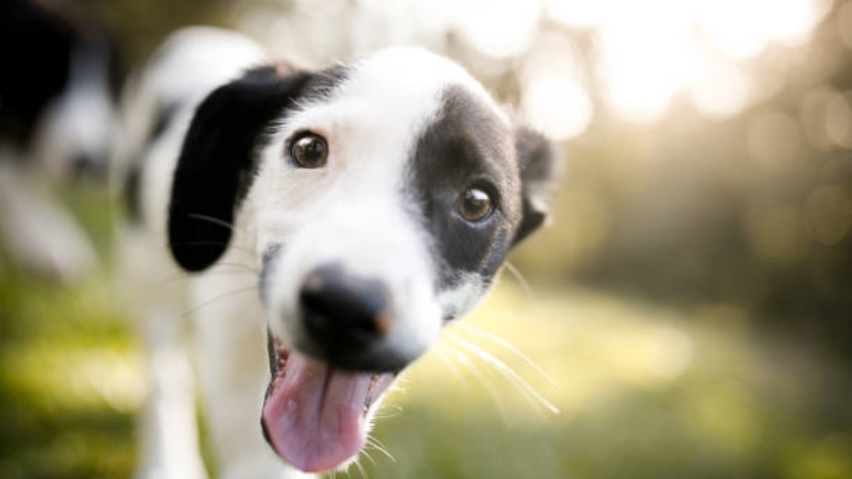 Veterinarians reveal the most common mistake dog owners make every day