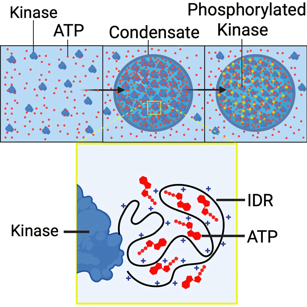 Enzymes that assemble into droplets can speed up cellular reactions ...