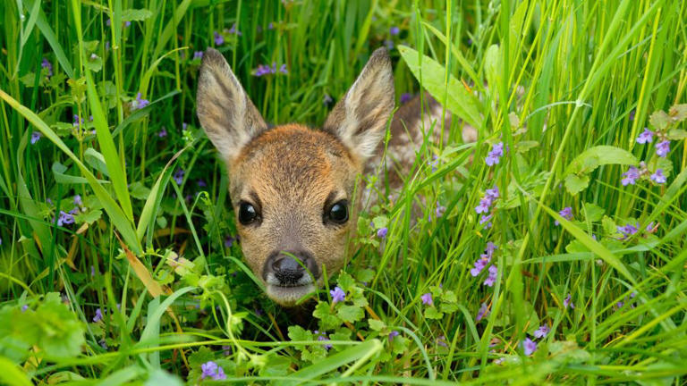 DEC warns against interfering with young wildlife in New York