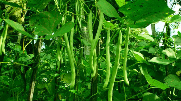 The best type of fertilizer for flourishing green beans