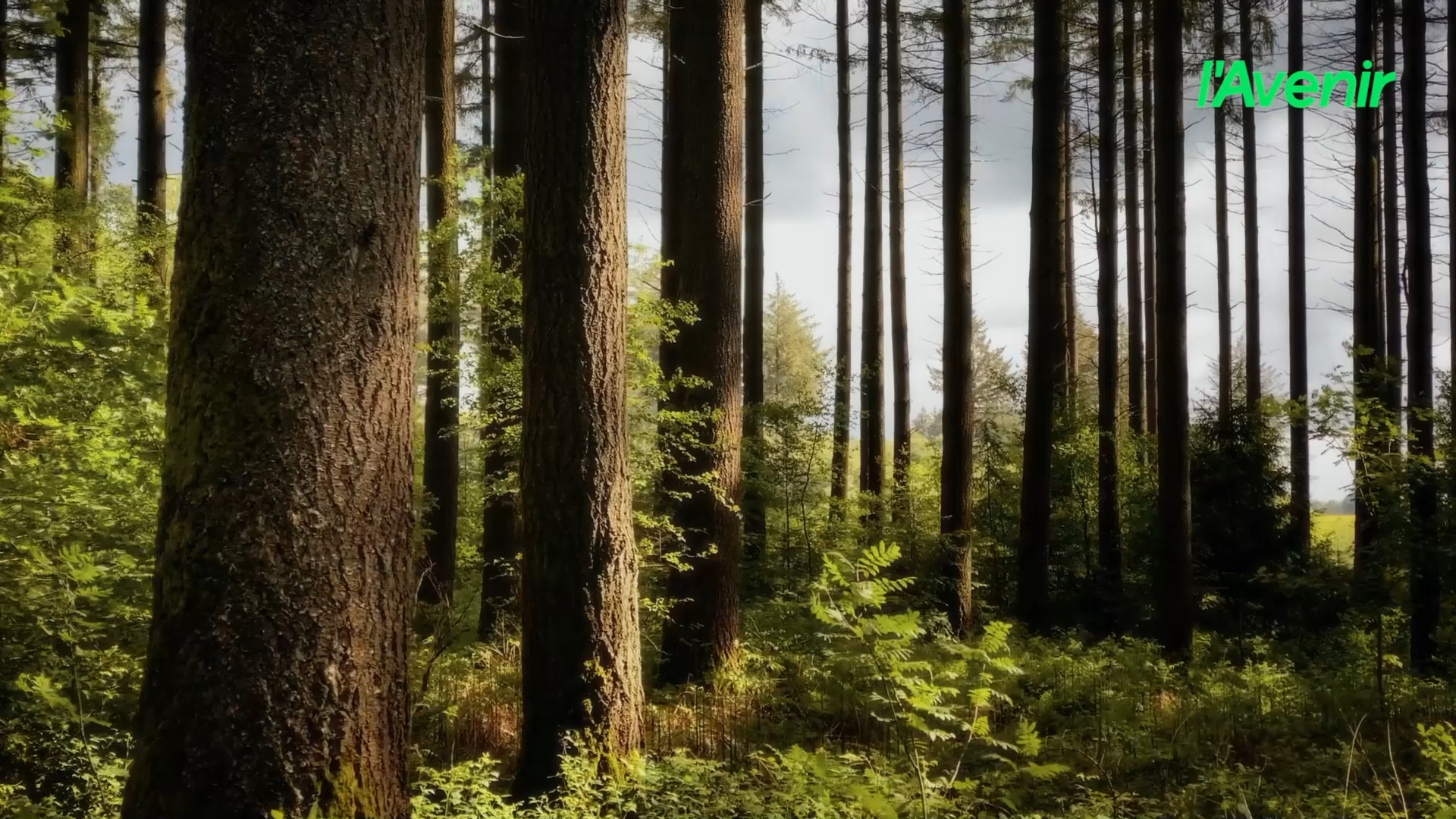 La Corne du Bois des Pendus : un drame de la guerre de Trente Ans près ...