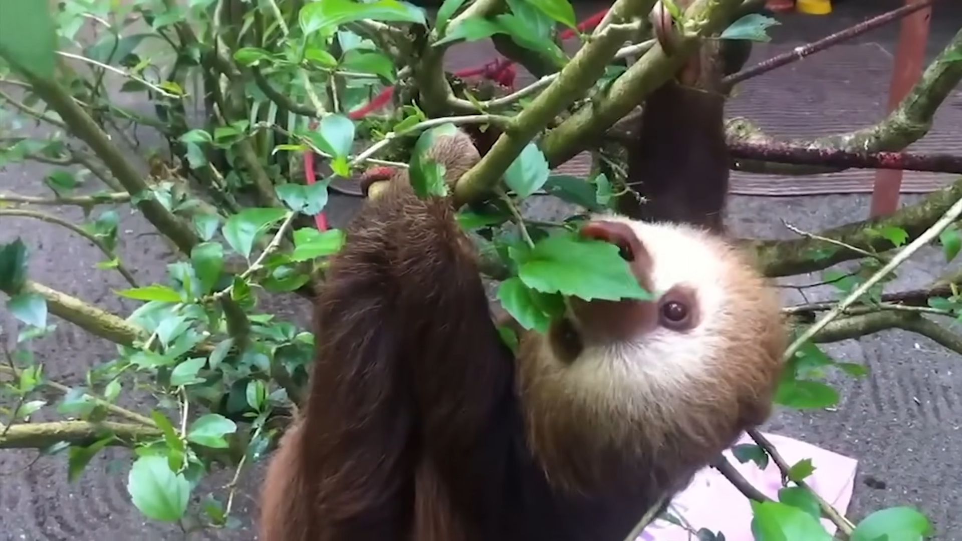 This strange animal survives by being completely useless