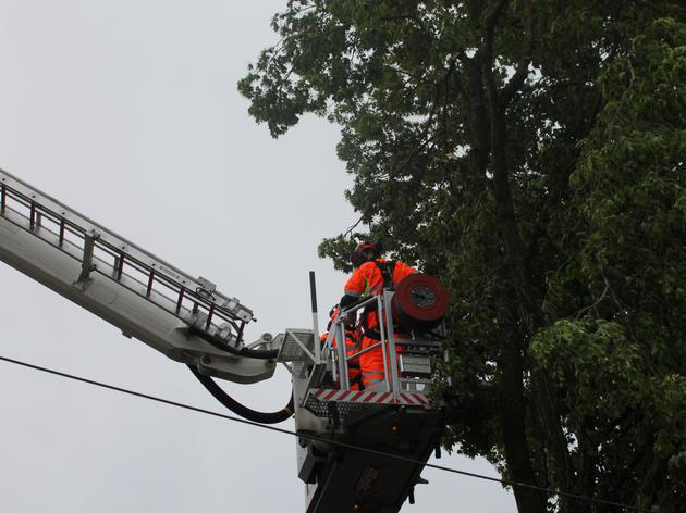 Umgestürzte Linde blockiert Zufahrt zu Kleingartenanlage in Bergham