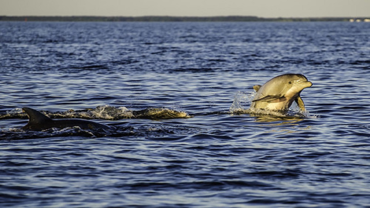 DNR: Watch for marine mammals, sea turtles in Chesapeake waters