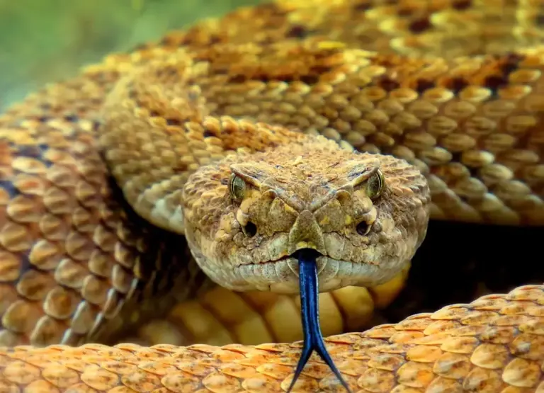 Rattlesnake in your yard? Conquer your panic with these expert tips