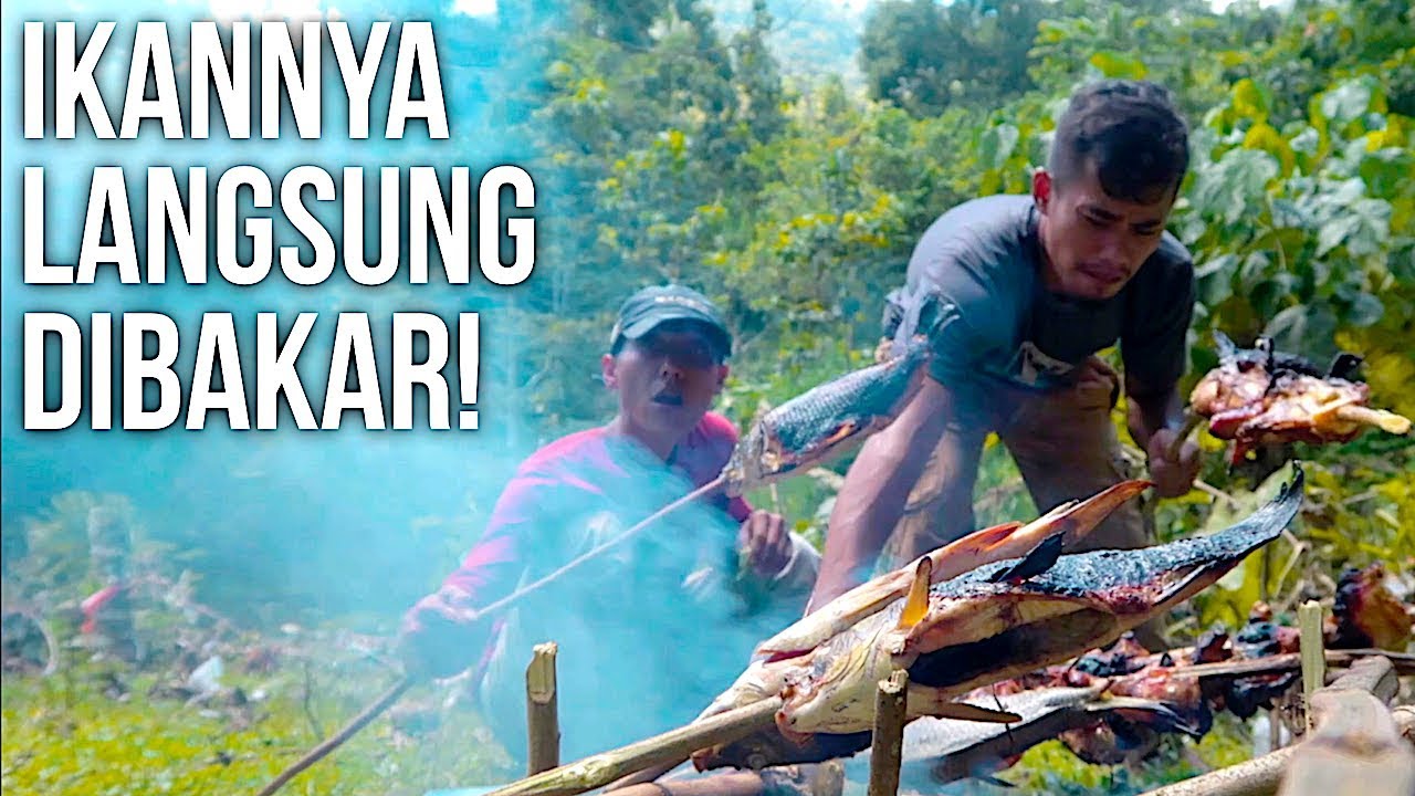 Hasil pancingan ikan emas langsung dibakar di hutan