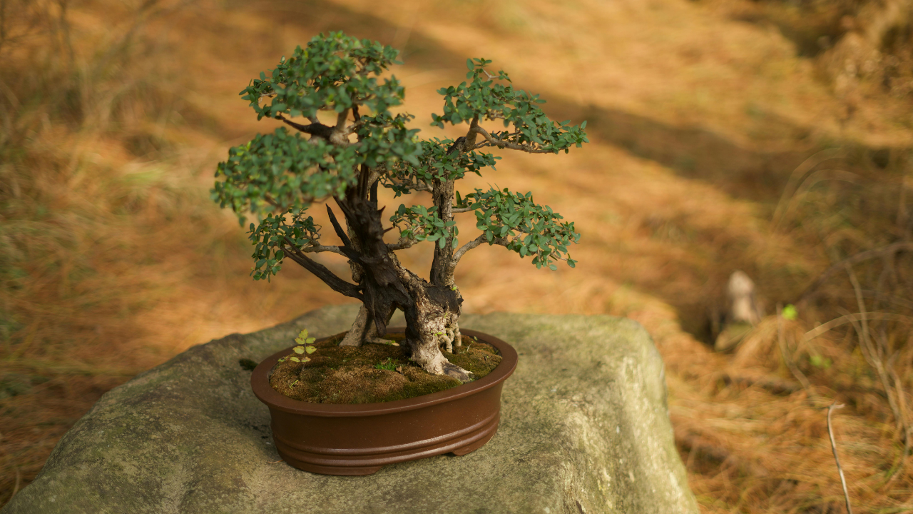 From the elite class's hobby to contemporary decorative: How did bonsai ...