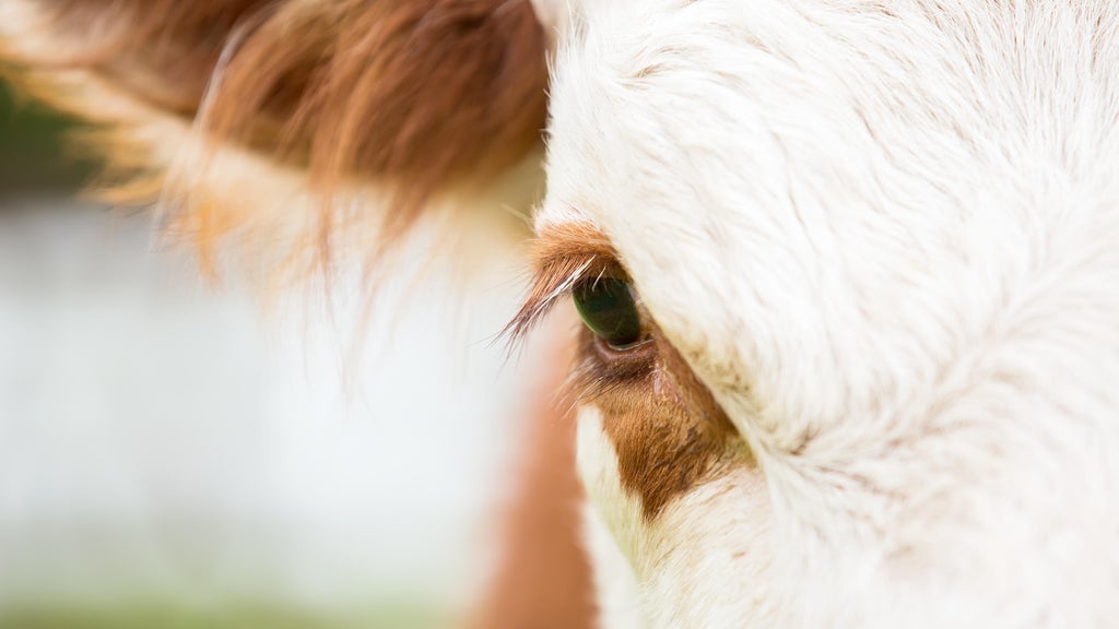 Driver hits 2 cows in central Minnesota, suffers serious injuries