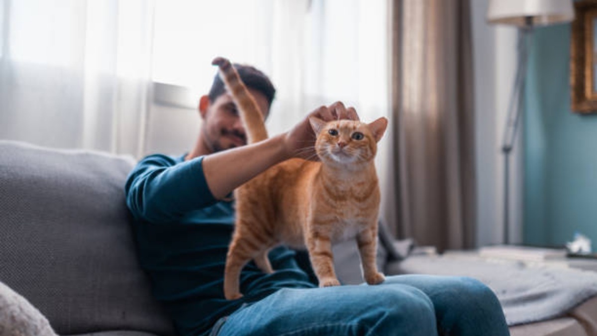 What it really means when your cat follows you from room to room