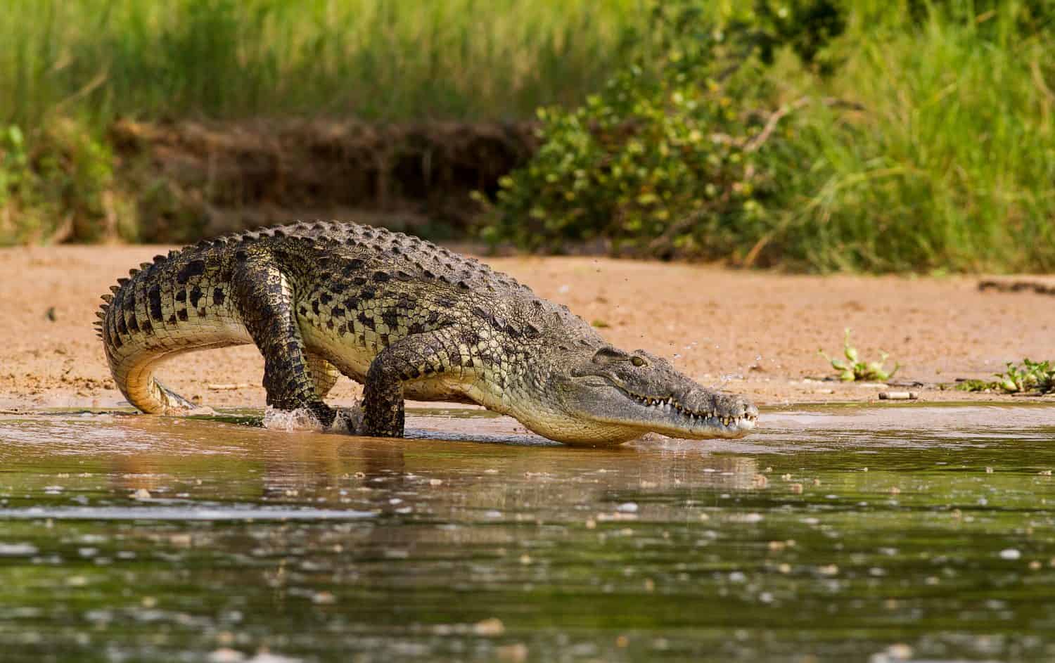 The largest crocodile ever recorded had to eat like a dinosaur to fuel ...