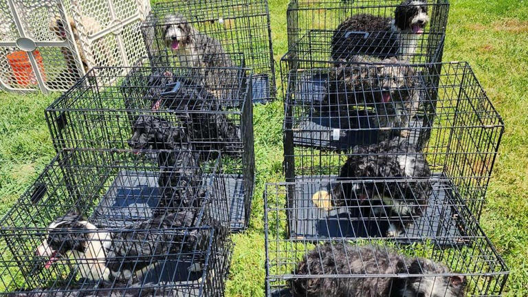 Rescue groups remove 38 dogs and aid six horses from Benewah County ...