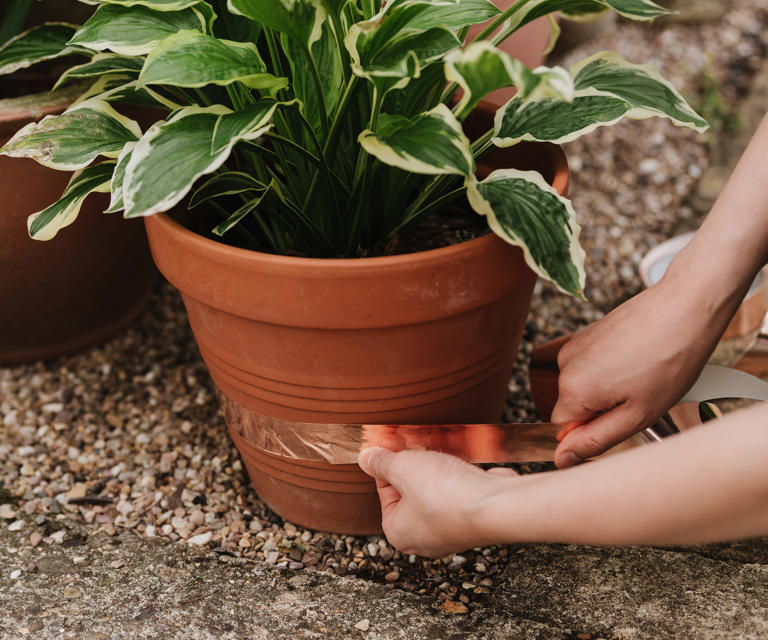 Sick of slugs taking over your garden? These 9 expert-backed deterrents ...