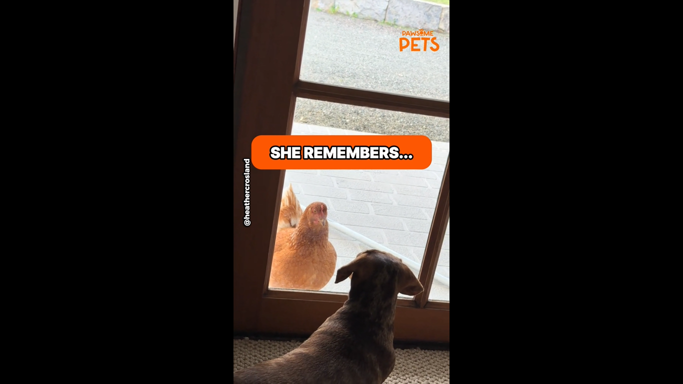 Hilarious moment chicken and dog stare-off
