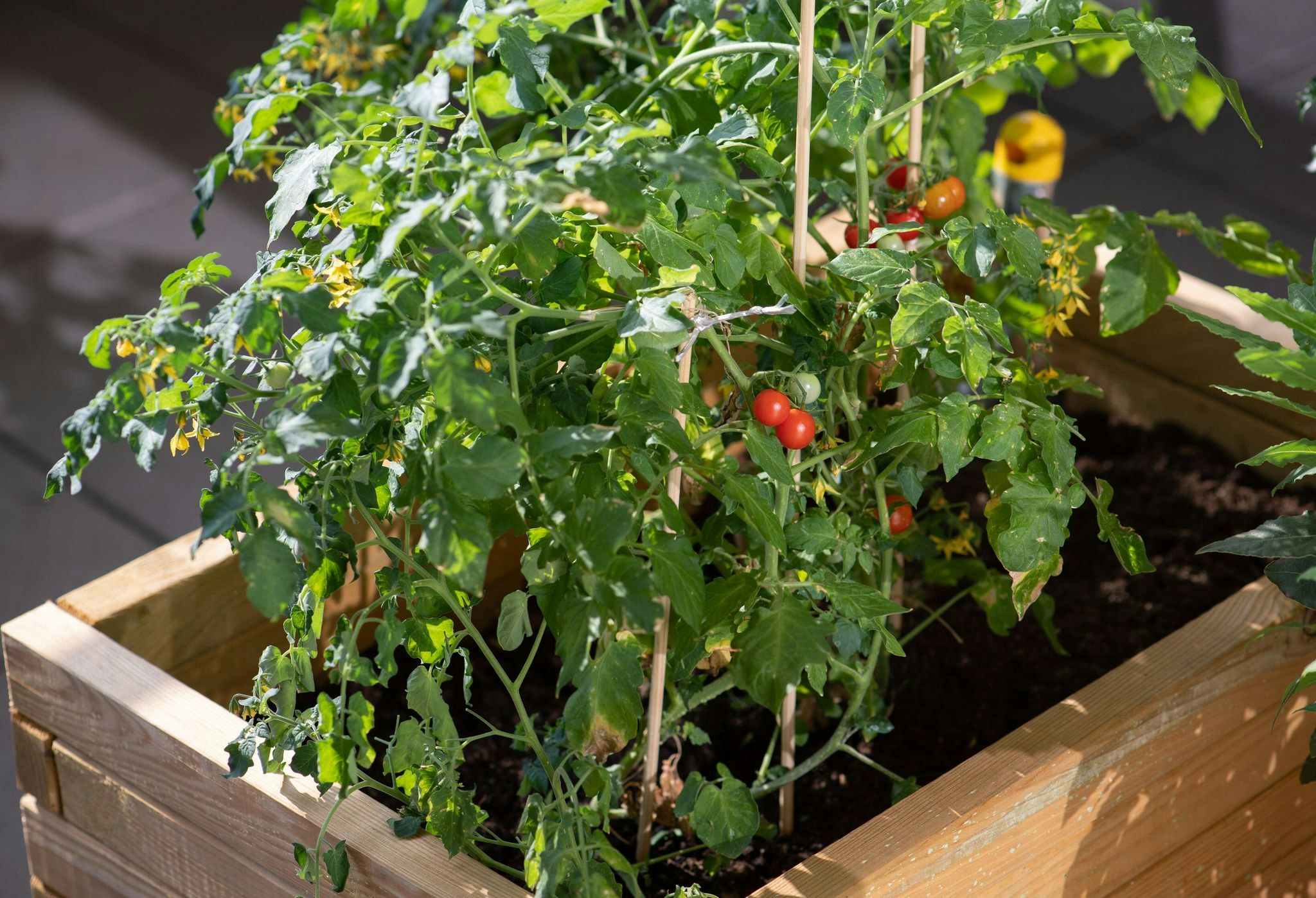 Gärtnern ohne Garten: Kölner Experten verraten die besten Tipps fürs ...
