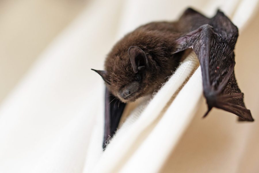 Bat in the house? Here’s how to remove it safely