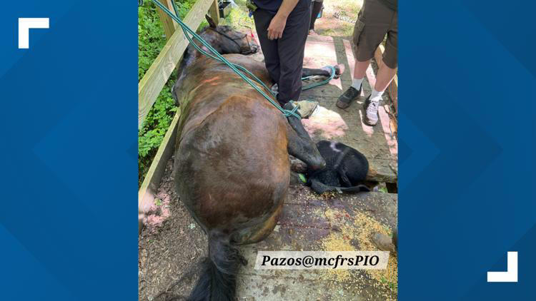 Horse rescued after falling through bridge in Maryland state park