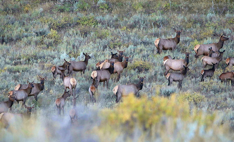 Want to hunt local elk or deer? Application period opens soon, DWR says