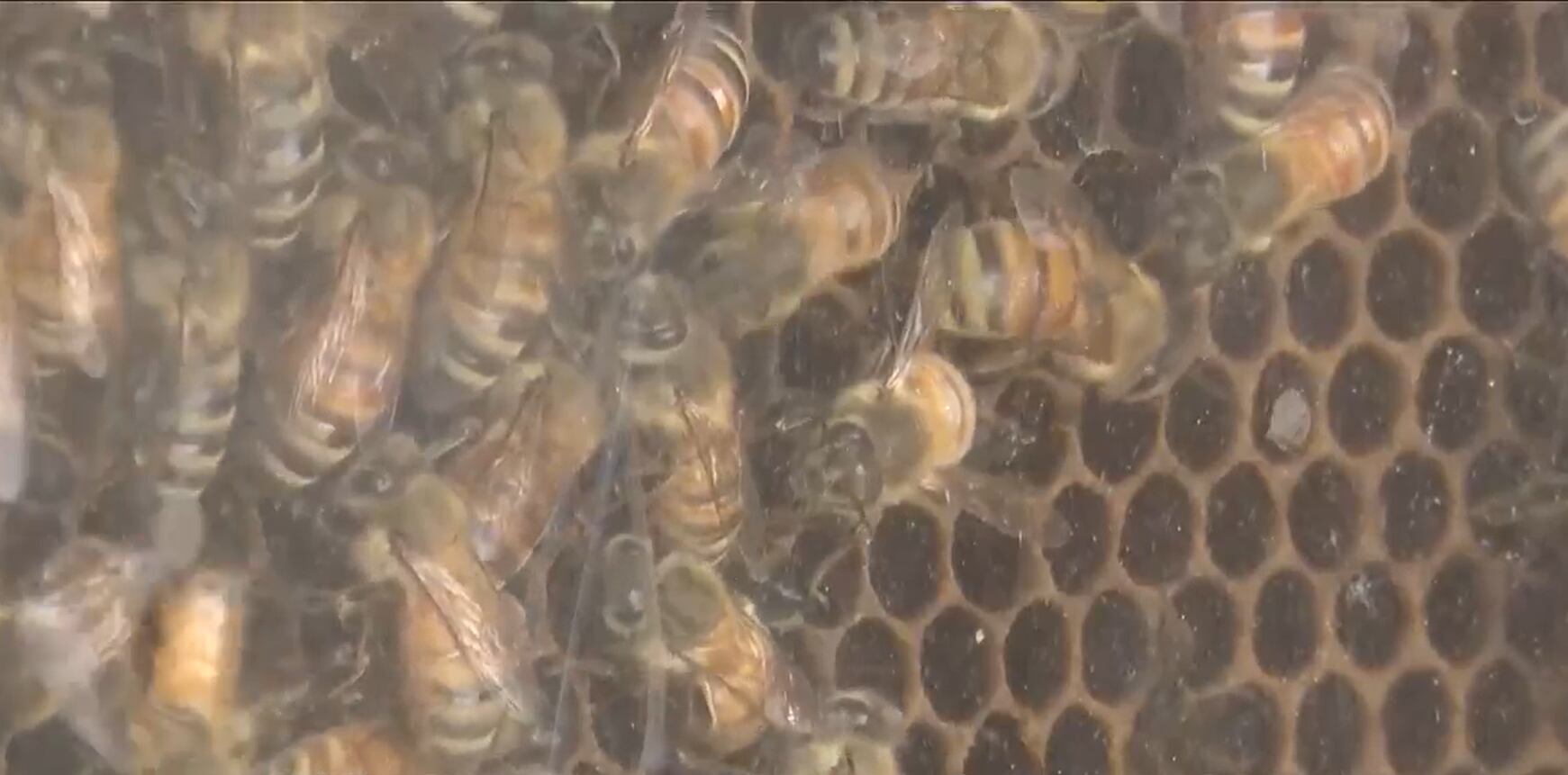 Michigan State University opens Pollinator Performance Center