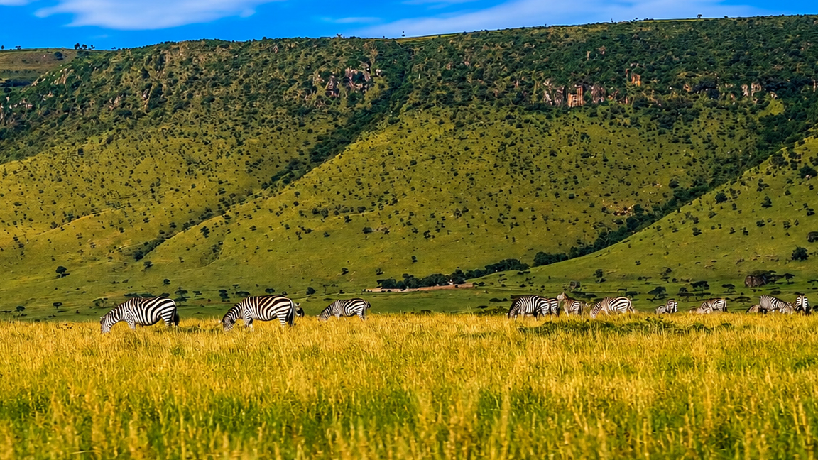 Zebras grazing across the vast African savannah beneath green hills