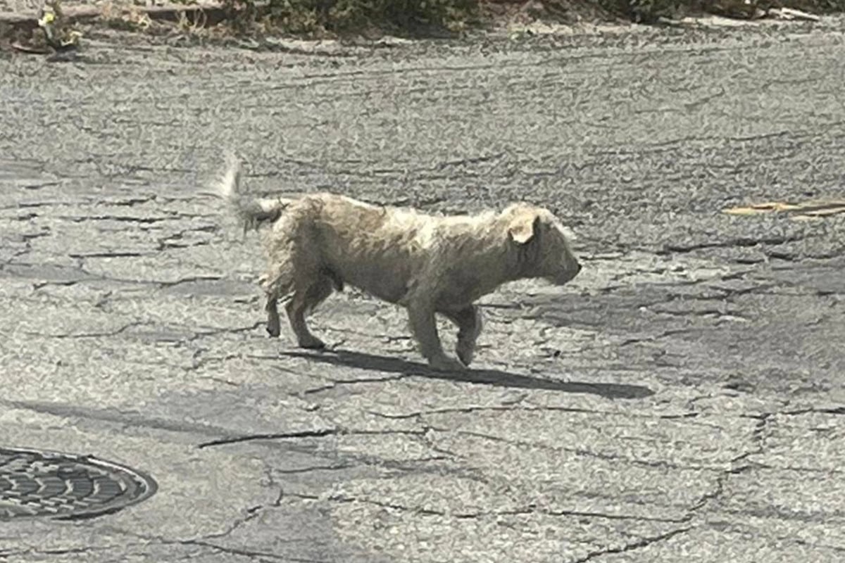 Dog rescuer says her "heart just sank" seeing abandoned pup's struggles
