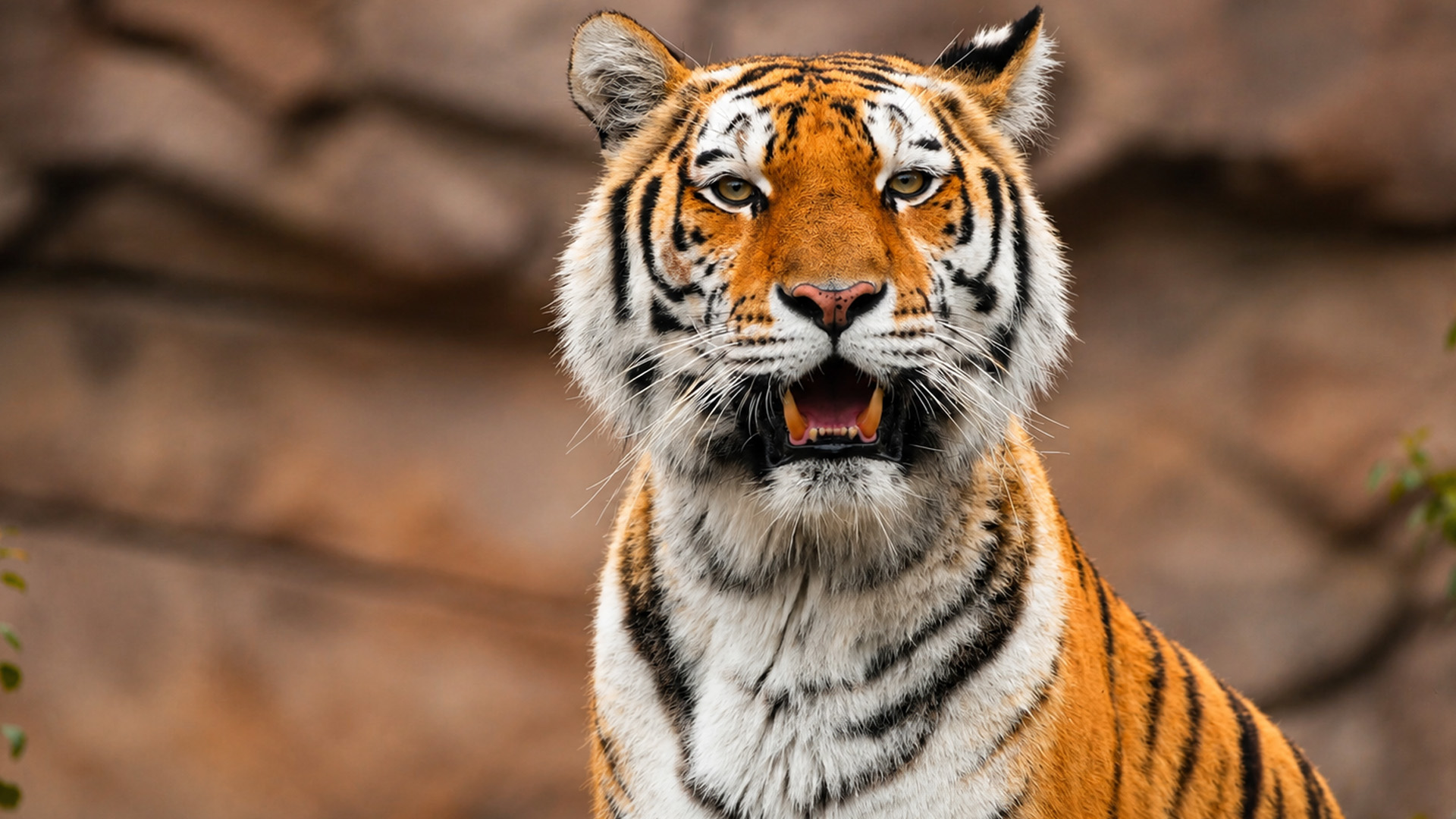 What the camera captured in tiger territory was unexpected