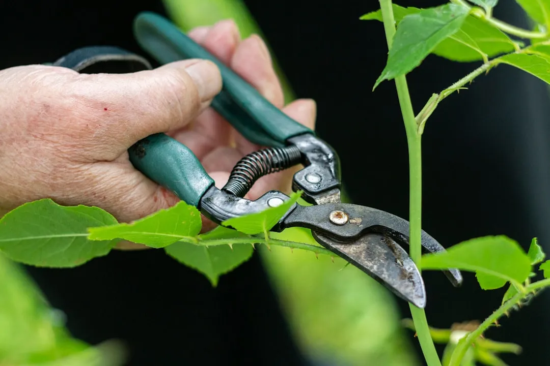 The 3-step process for sharpening your pruning shears like a pro