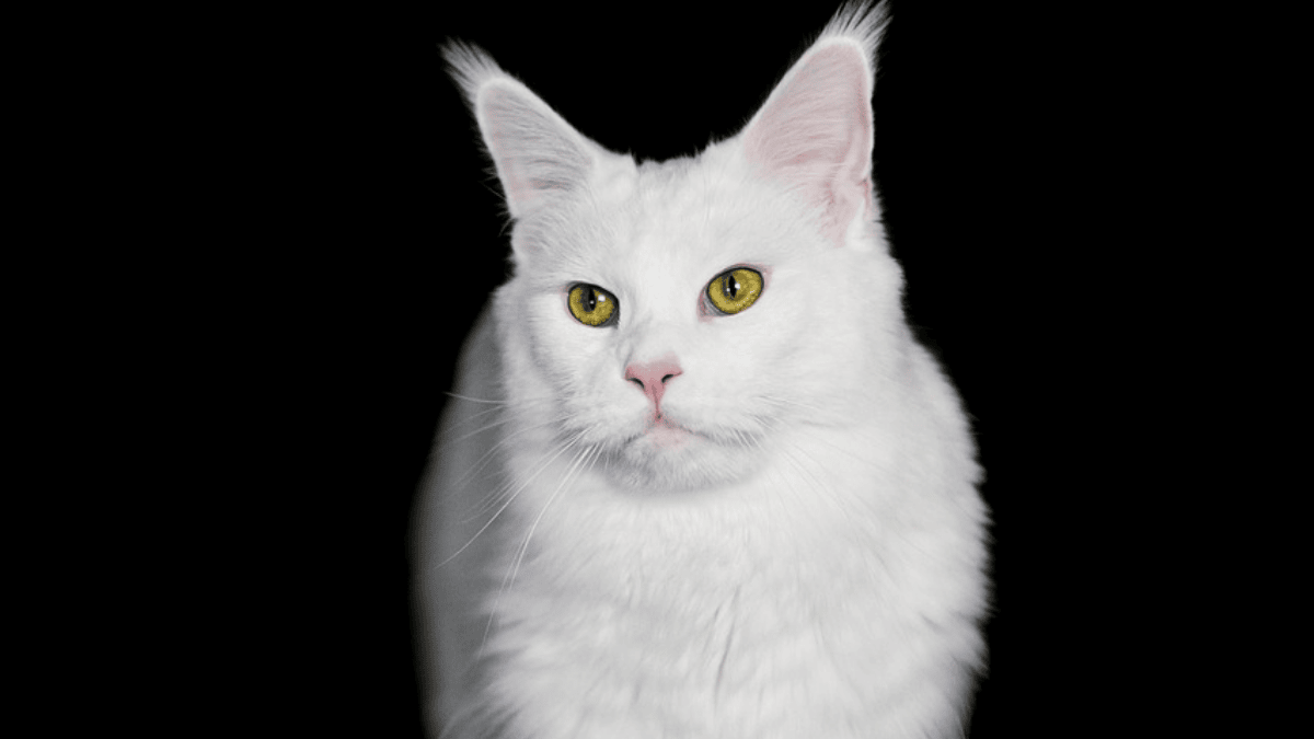 6 cat breeds with the personality of a golden retriever (you'll be ...